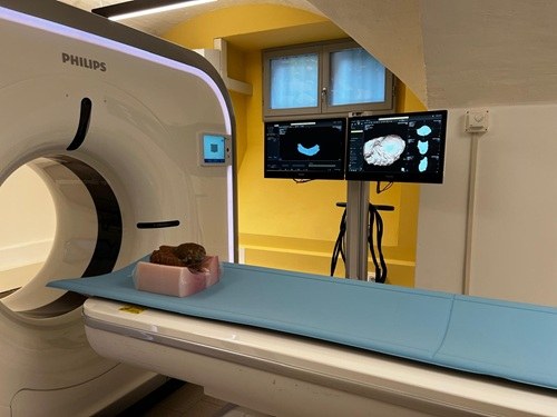 Three Dinosaur Eggs Examined by CT Scan at the Anatomy Centre of the ...
